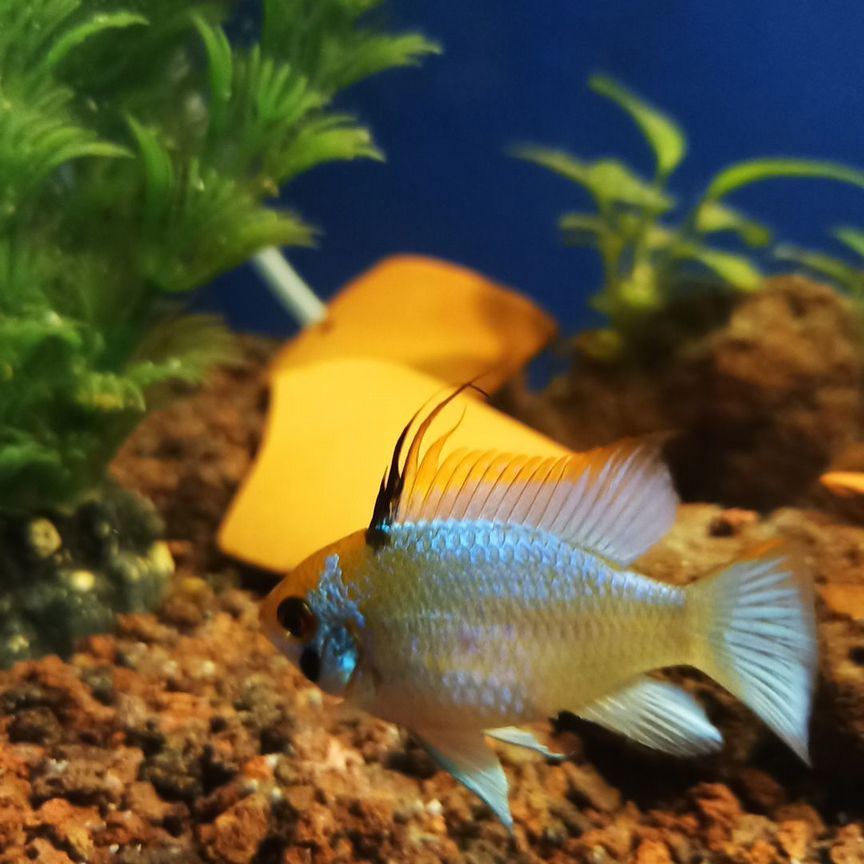 Аквариумные рыбки и растения