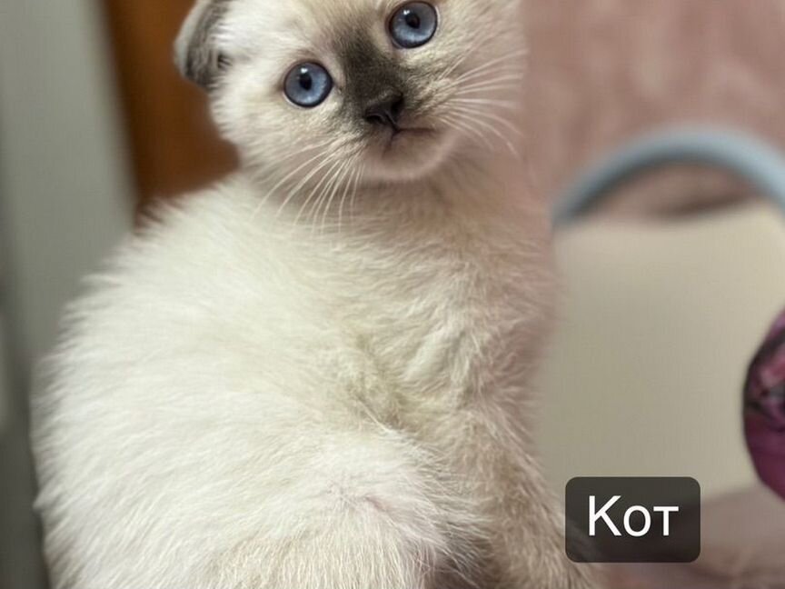 Тайские котята