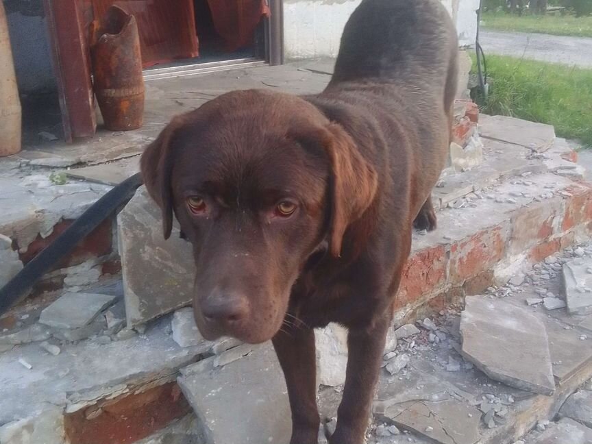 Лабладор,продаю в связи с переездом