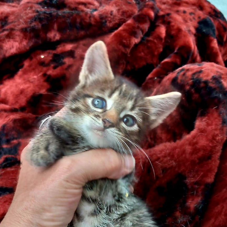 Усатые-полосатые в дар