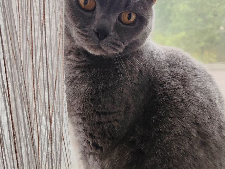 Кот британский скоттиш страйт бесплатно