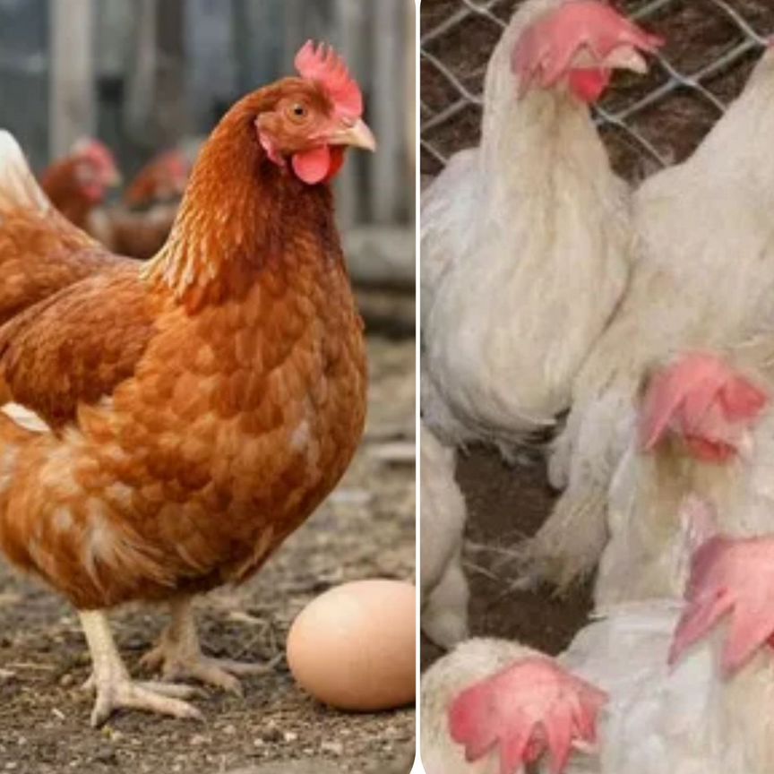 Куры Несушки