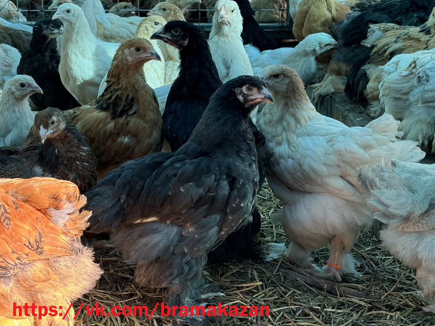 Цыплята Брама (2-3 месяца) 4 расцветки