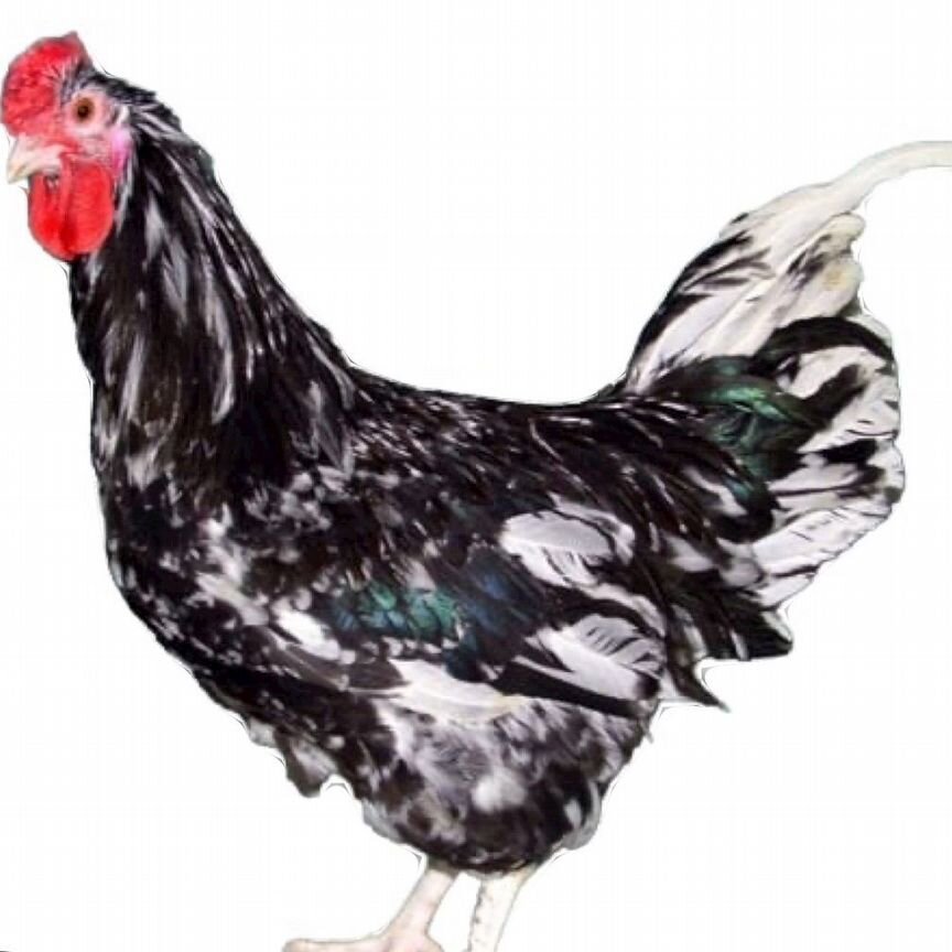 Петухи леггорн и австролорп черно- пестрый