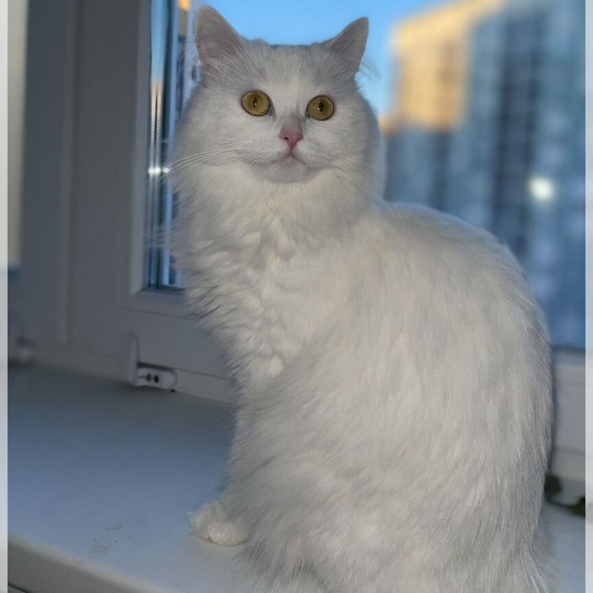 Ангорская кошка