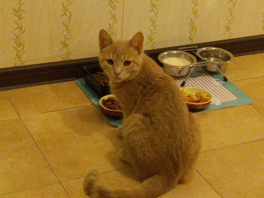 Рыжий котенок бесплатно