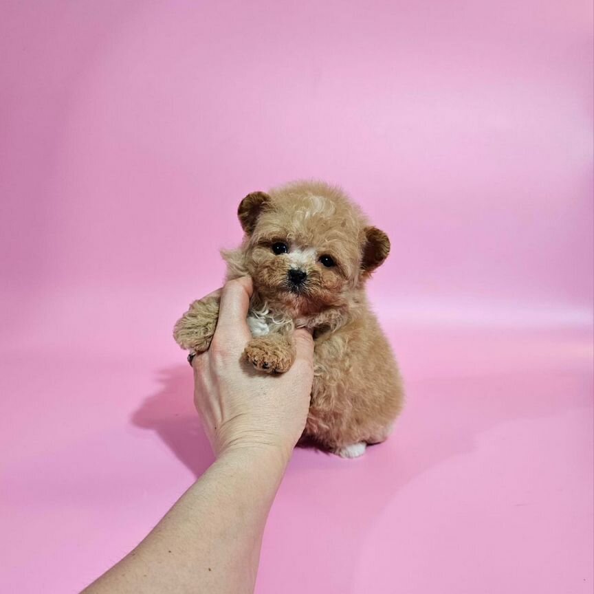Maltipoo микро девочка