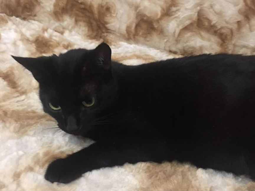 Кисонька мурчалка в добрые руки