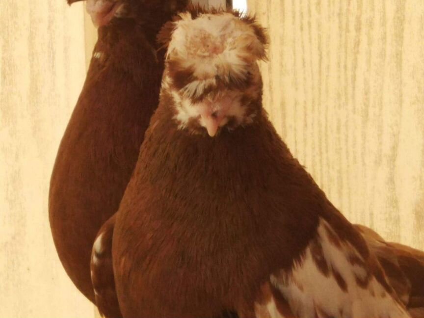 Голуби узбекские