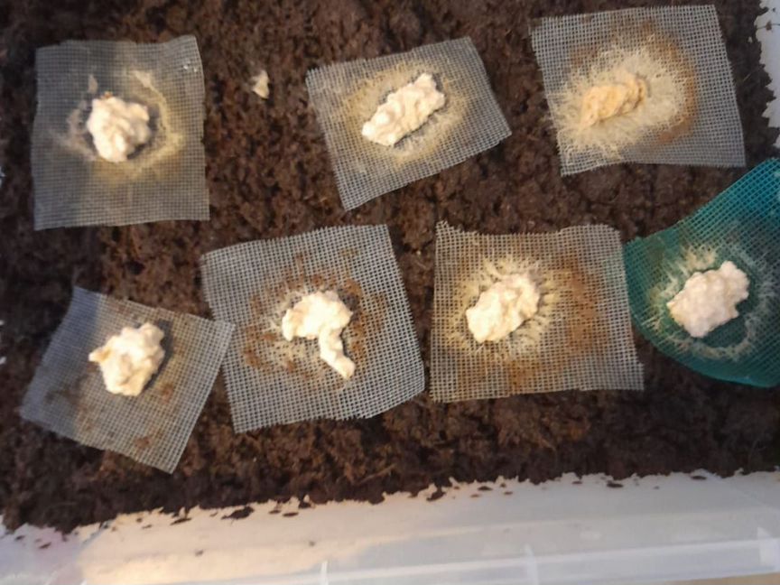 Гриндаль,живой корм. И аквариумы