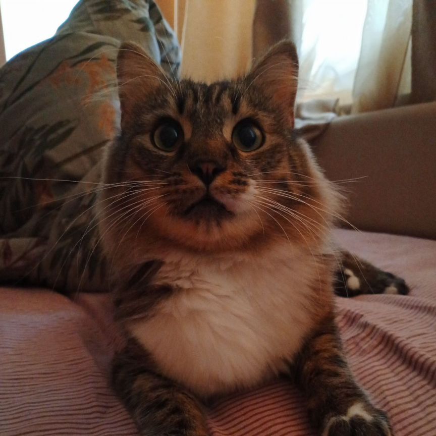 Кот в добрые руки