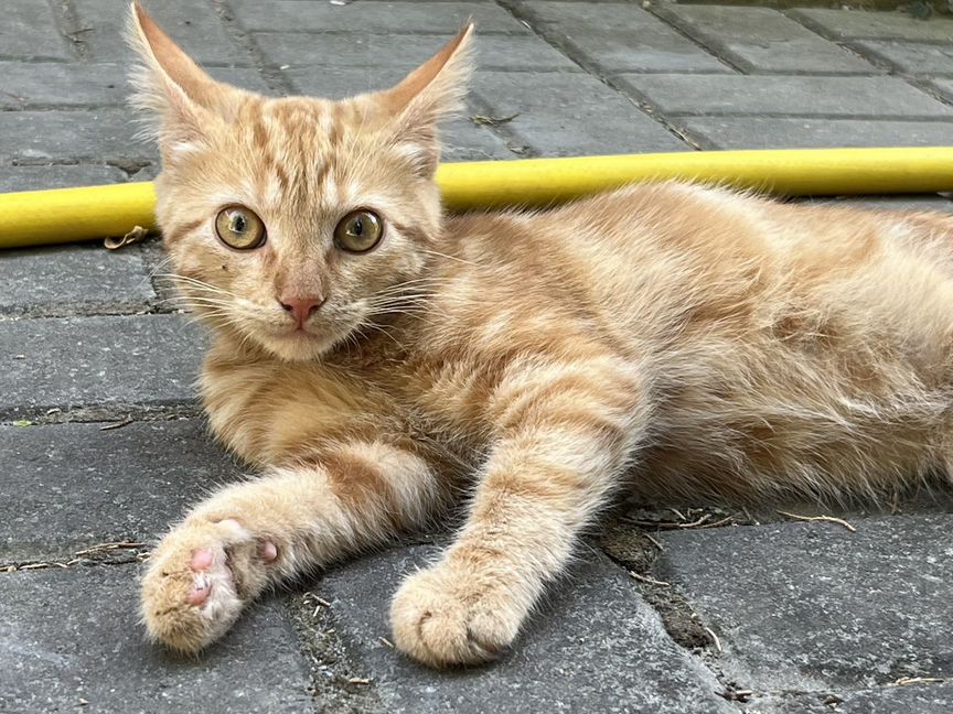 Рыжий котенок