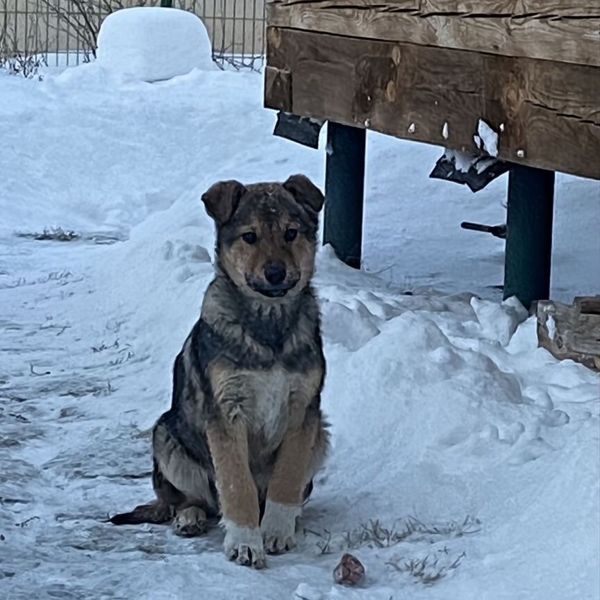 Щенок в добрые руки