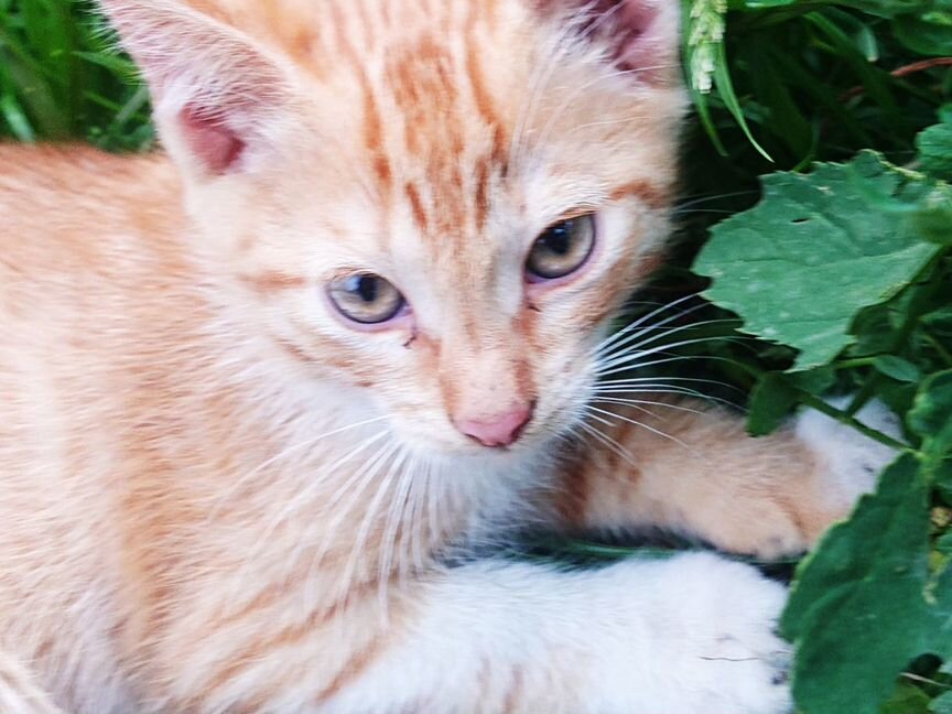 Котёнок. Котёночек. Котёнок