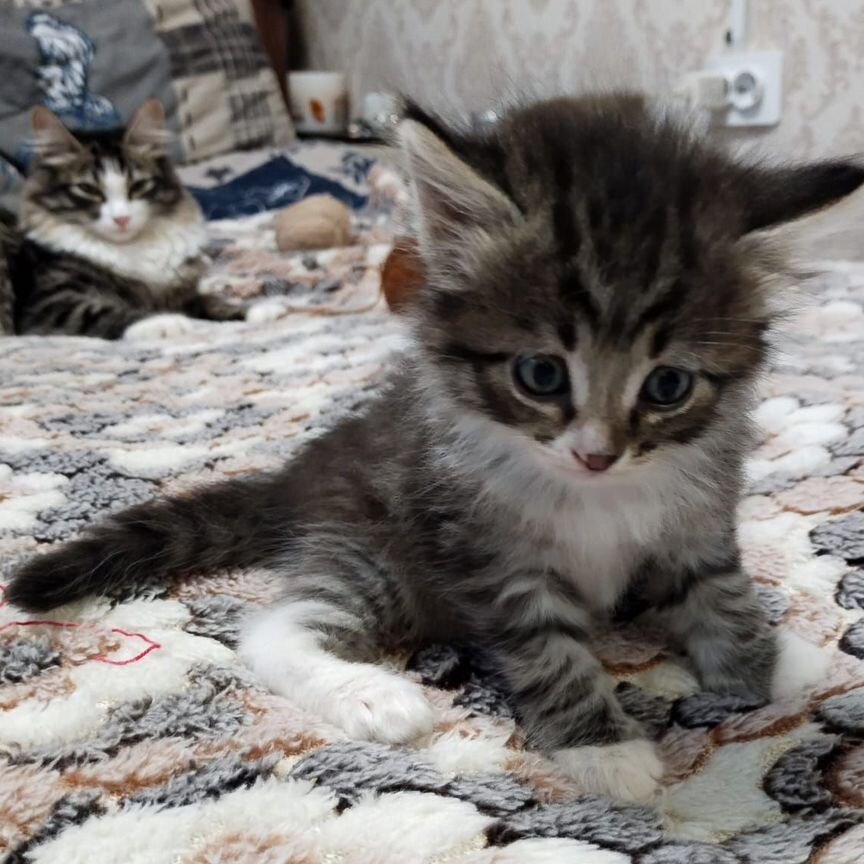 Котёнок в добрые руки