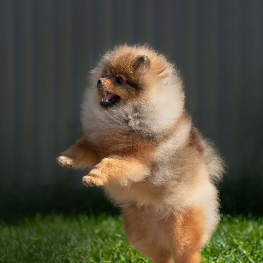 Шпиц кобель малый