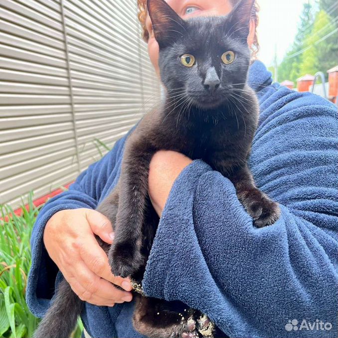 Котенок горький шоколад, спасите