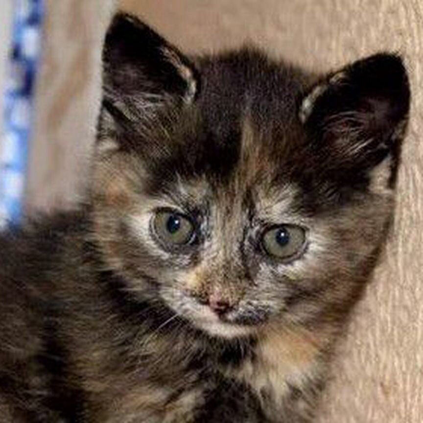 Отдам бесплатно котят в добрые руки