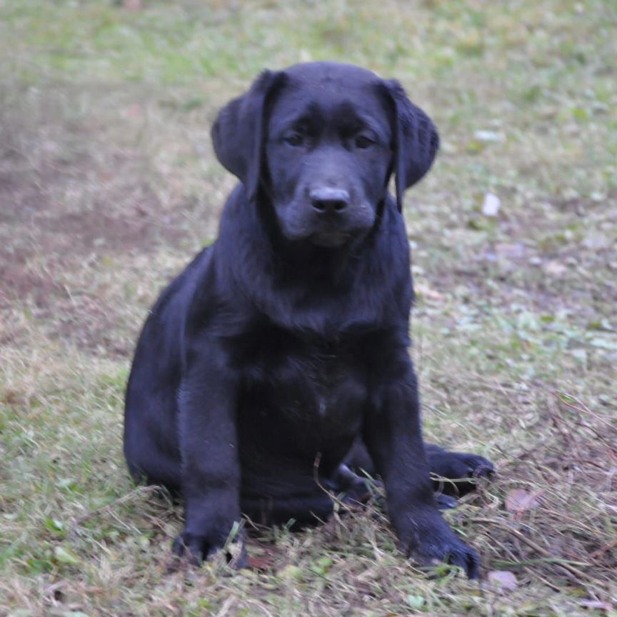 Щенки лабрадора