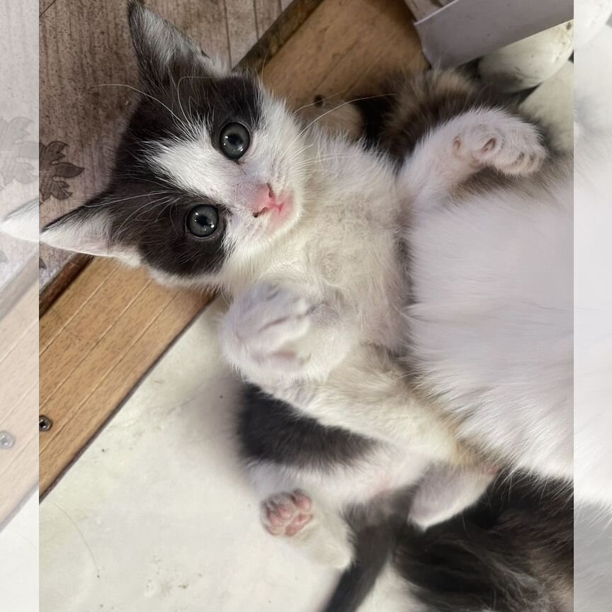 Котёнок в добрые руки