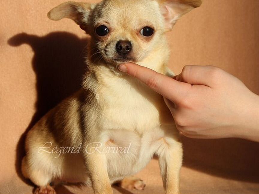 Мини девочка чихуахуа