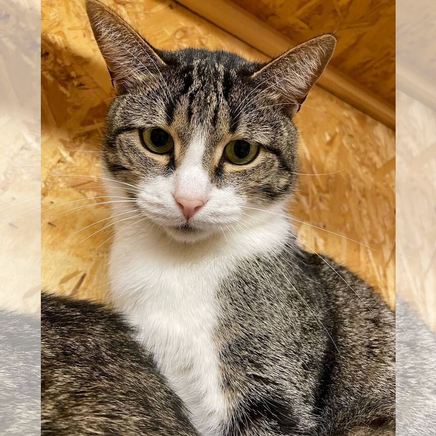 Взрослый кот в добрые руки