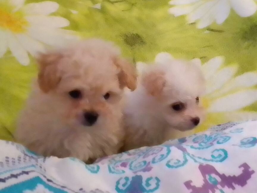 Собаки щенки