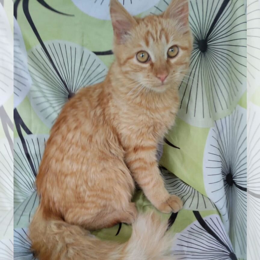 Котик в добрые руки