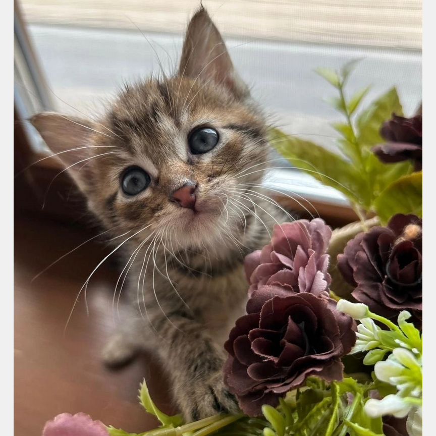 Котёнок девочка Лисена 1 месяц полосатый шпротик