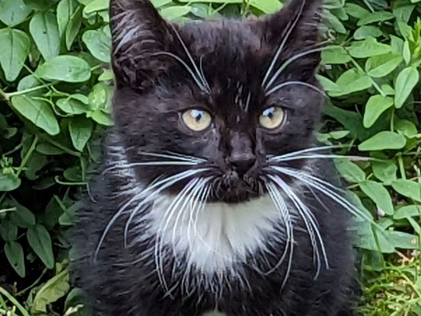 Котёнок в добрые руки бесплатно