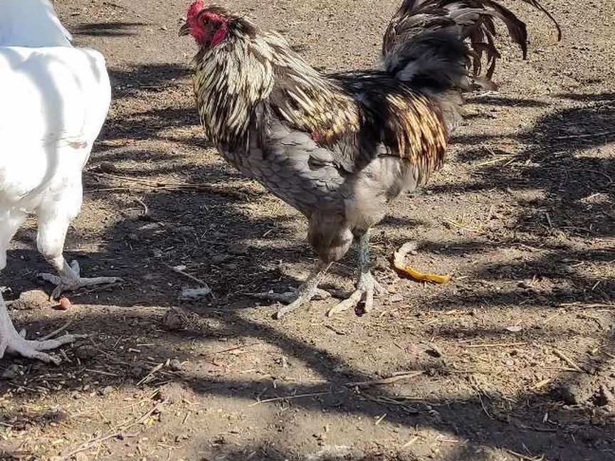 Петух амераукана и петух голошейка