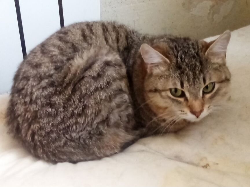 Кот Марсель в добрые руки