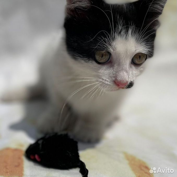 Несчастные котята ищут дом