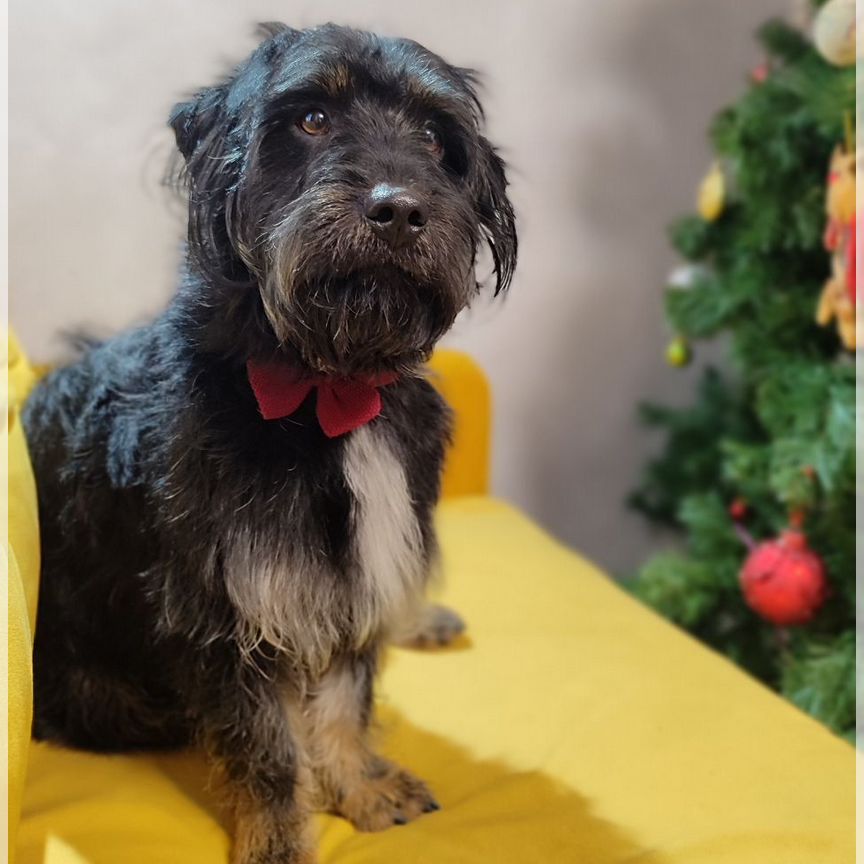 Миттельшнауцер, щенок