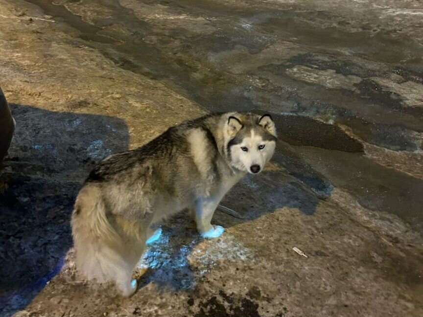 Найдена - замечена собака хаски/ маламут