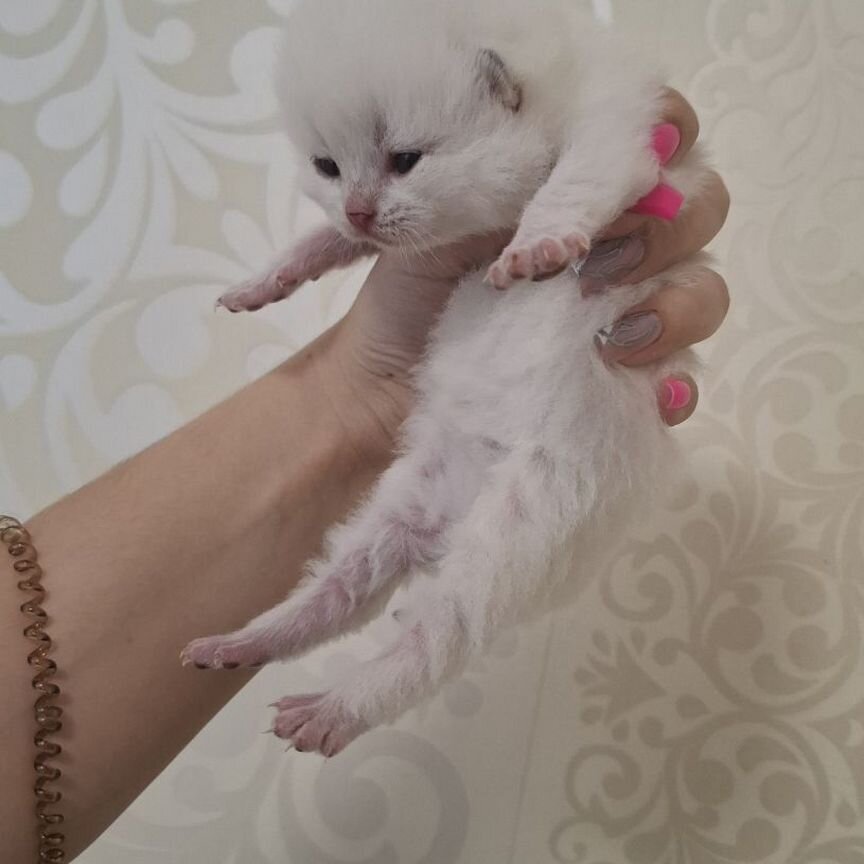 Британские котята золотая шиншилла