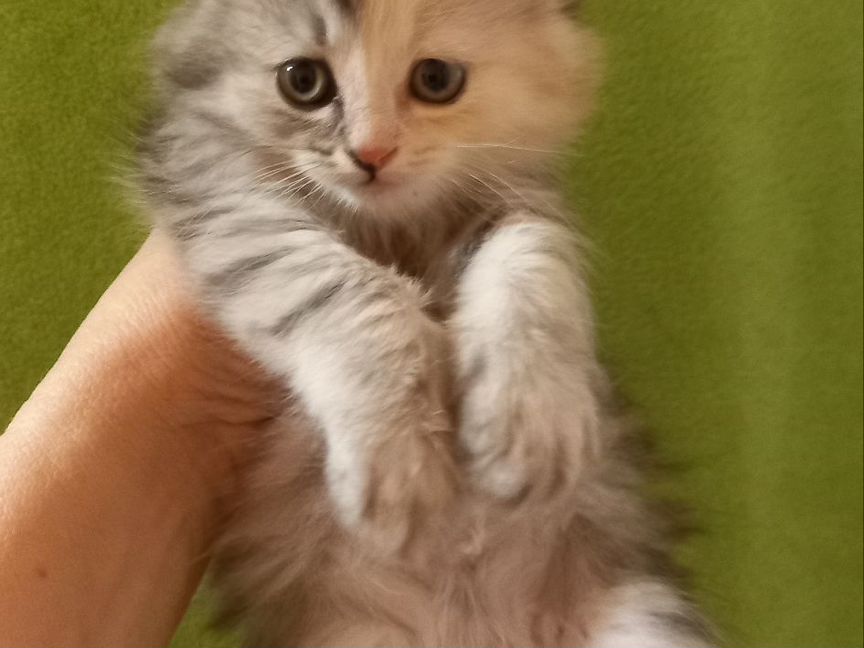 Сибирские котята