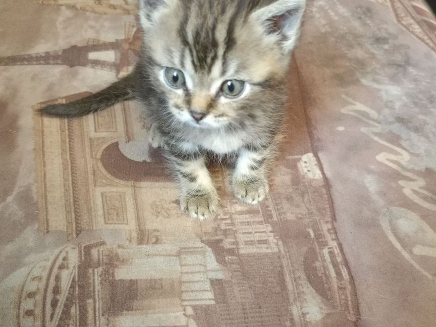 Шотланский котенок