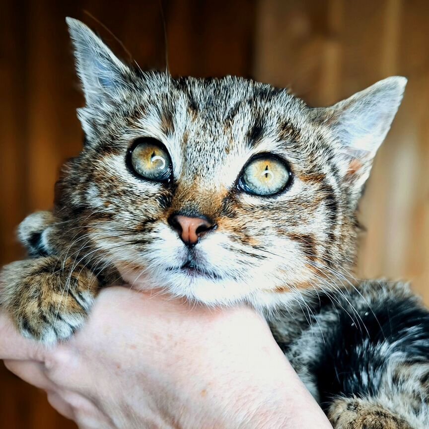 Котёнок Мурьяна девочка