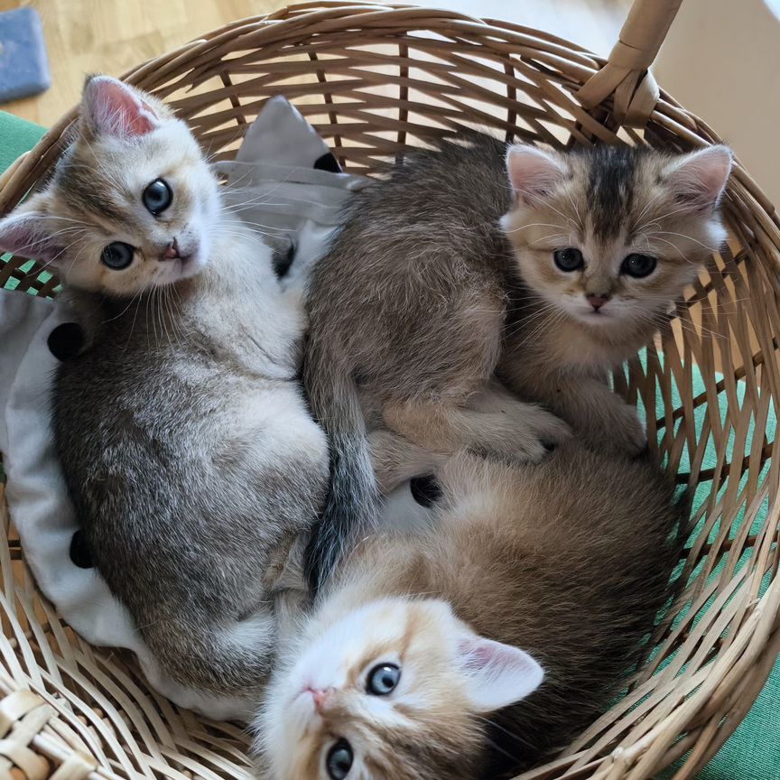 Продам котят золотой шиншиллы