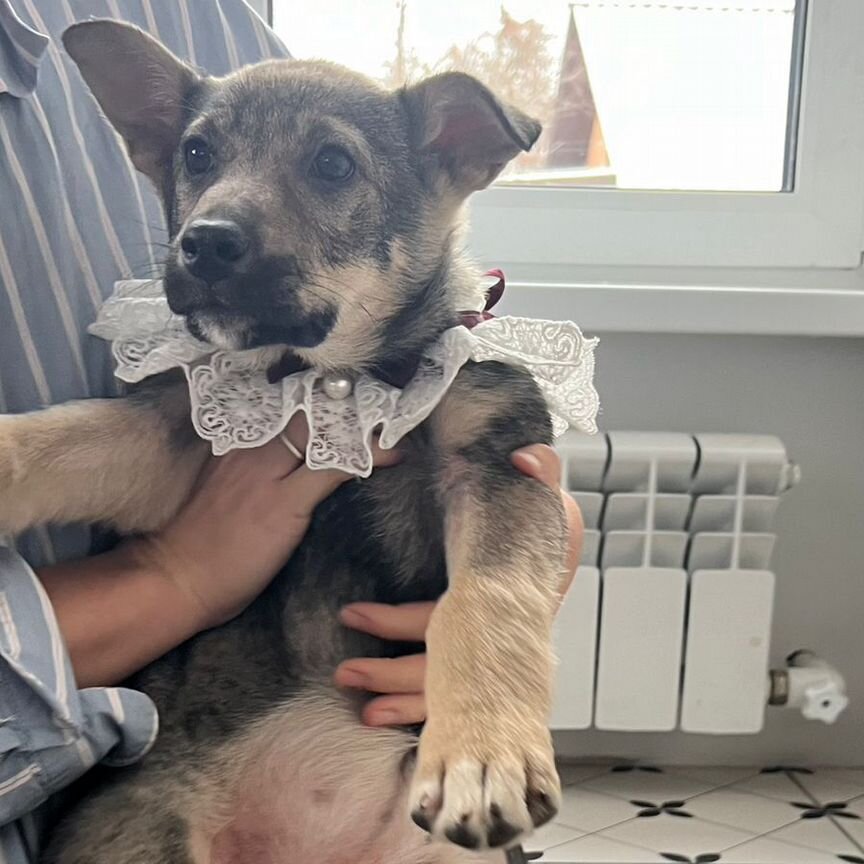 Щенок в добрые руки