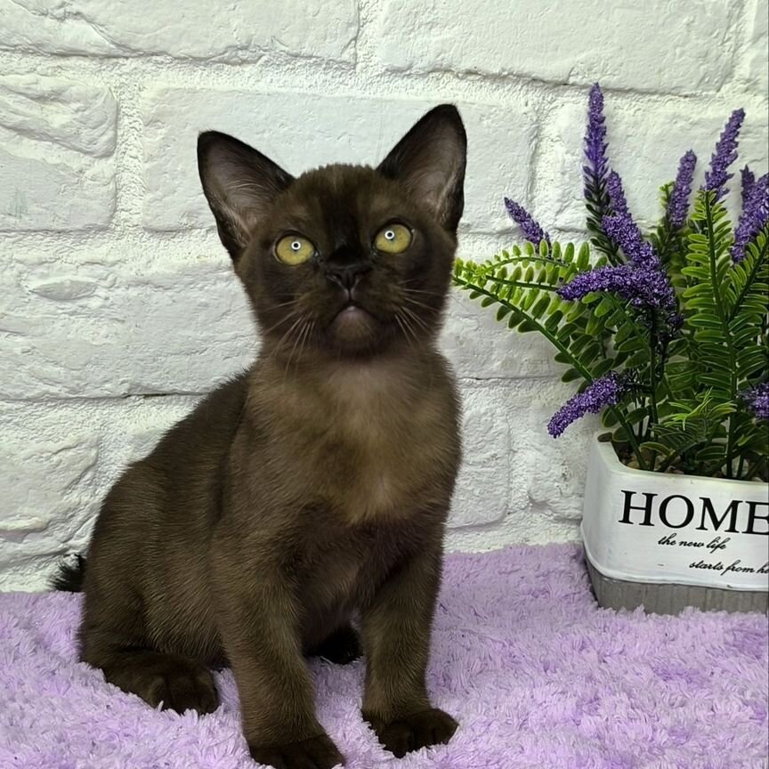 Котята Европейской Бурмы