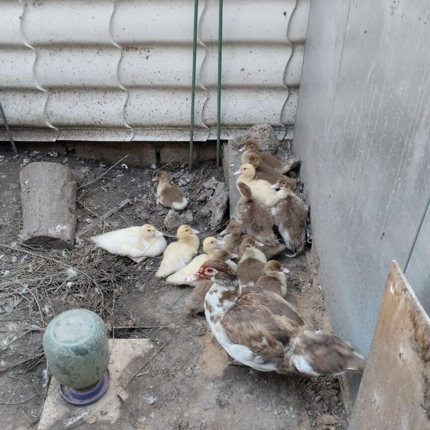 Мама утка с утятами