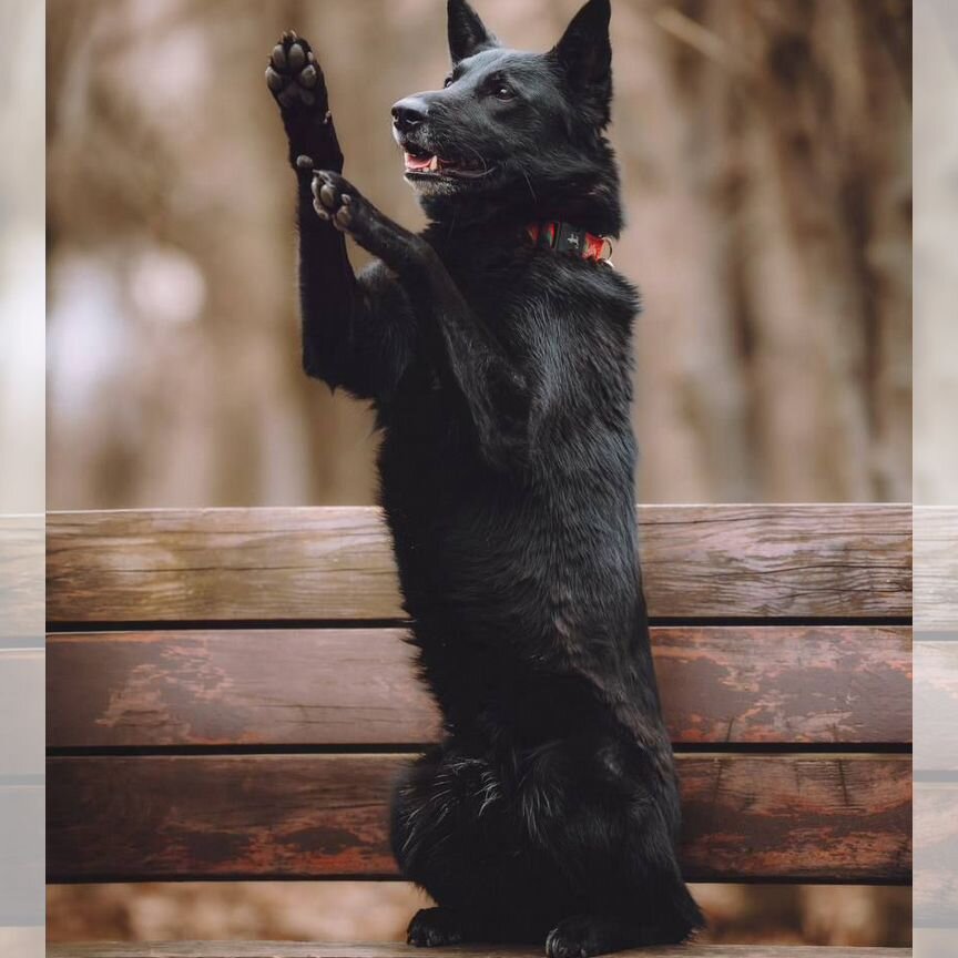 Немецкая овчарка, взрослый пёс