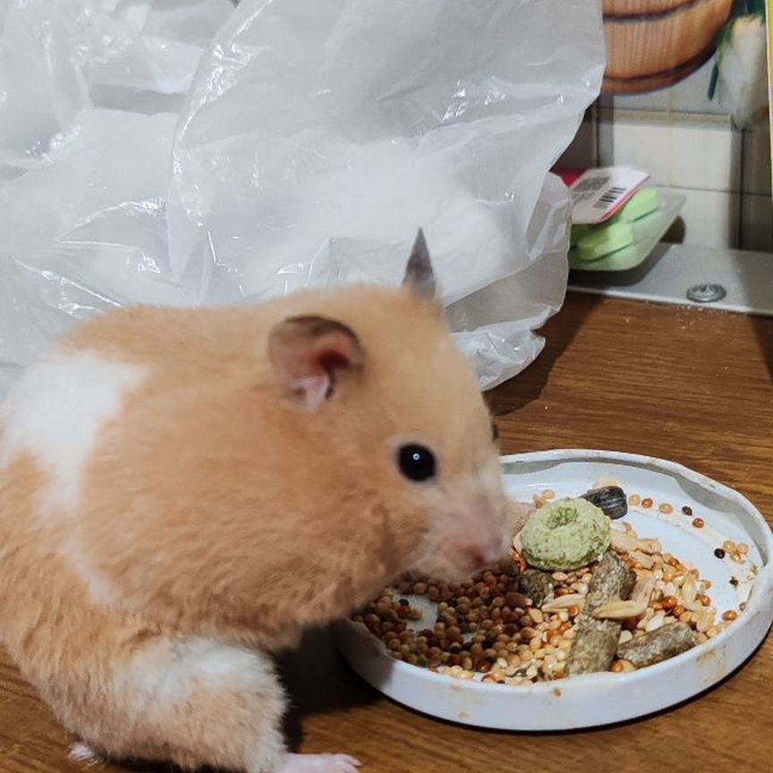 Клетка для хомяка