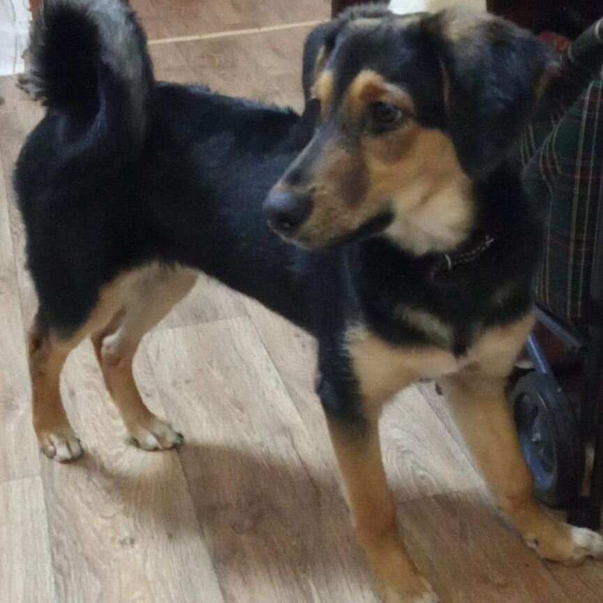 Собака в добрые руки отдам бесплатно