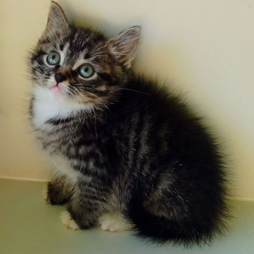 Веселые тигрята