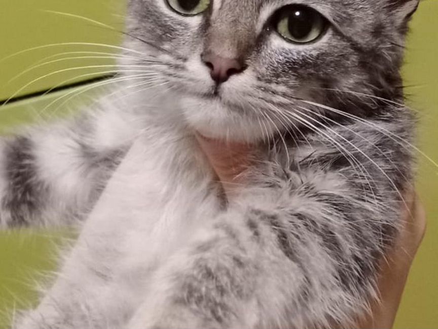 Котёнок ищет дом