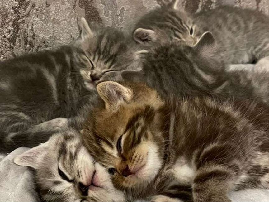 Британские котята короткошерстные