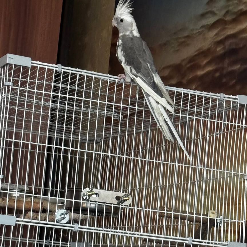 Попугай корелла птенец с клеткой